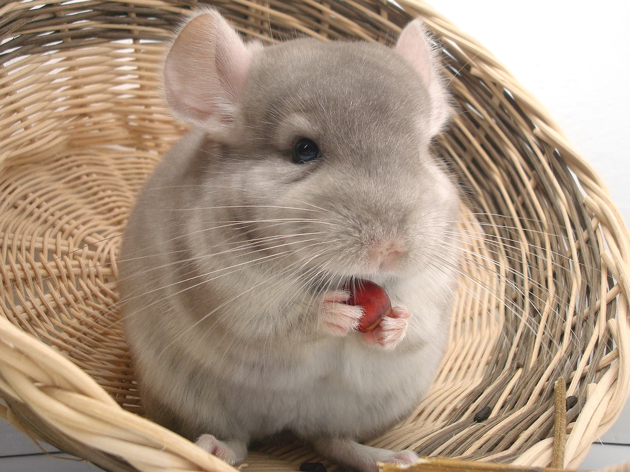 Pet Chinchilla